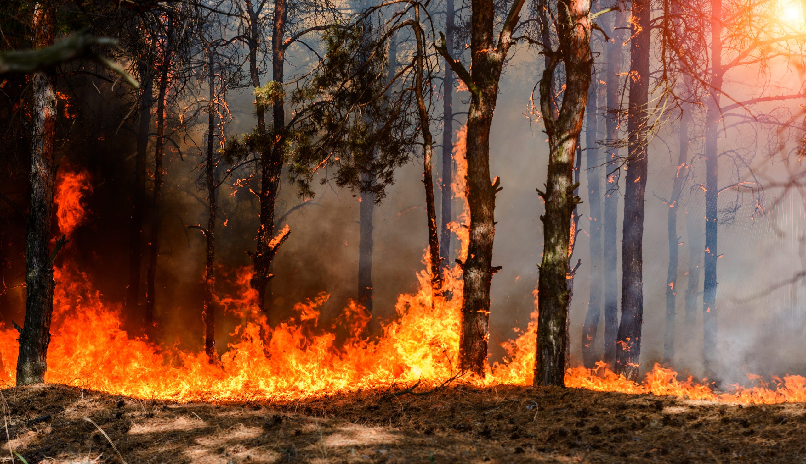 Ruidoso Downs Wildlife Fire Made Multiple Agencies To Respond ...