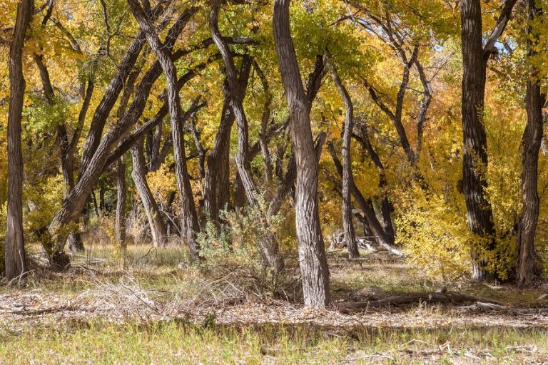 Tree Deaths Are Accelerating Faster Than Scientists Expected—and Bark ...